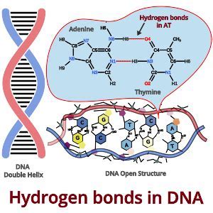 The Hidden Power of H-bonds in DNA - King Ice Apps