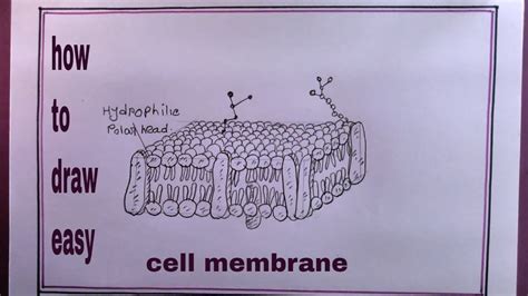Mastering the Art: Draw Cell Membrane Simply - King Ice Apps
