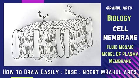 Mastering the Art: Draw Cell Membrane Simply - King Ice Apps