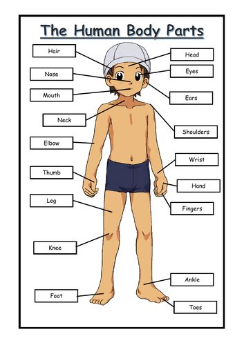 Labeling Body Parts Anatomy - King Ice Apps