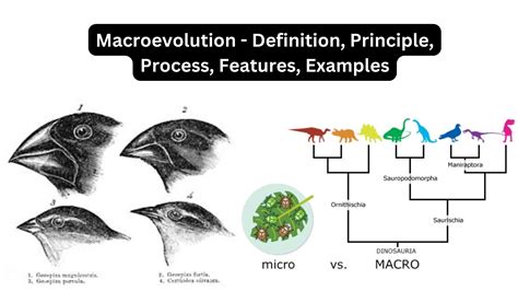 Unveiling the Secrets of Macro Evolution - King Ice Apps
