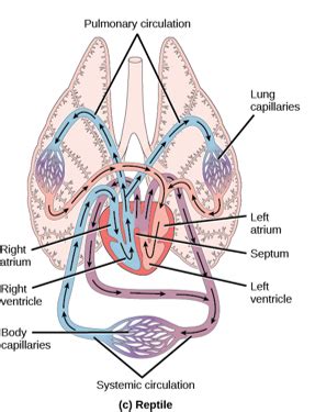 5 Unbelievable Facts About Snake Circulation - King Ice Apps